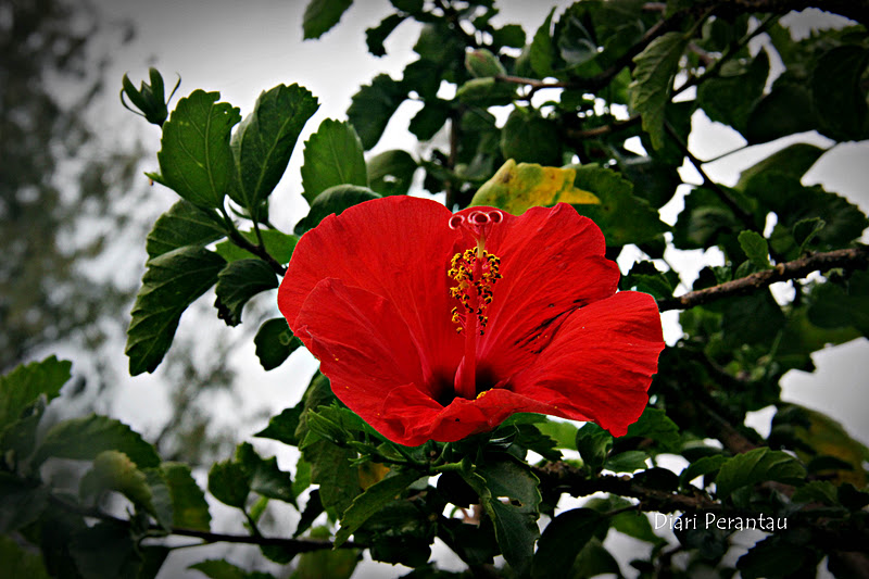 Lensa Foto Malaysia: Koleksi Bunga raya