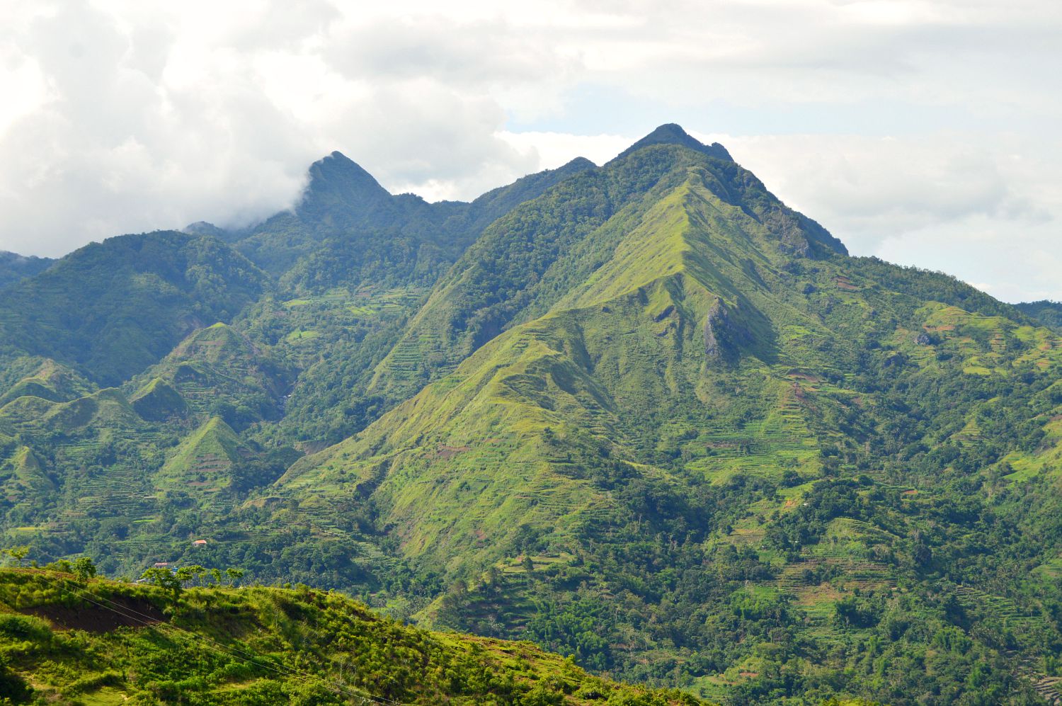 Bucari Pine Forest in Leon Iloilo