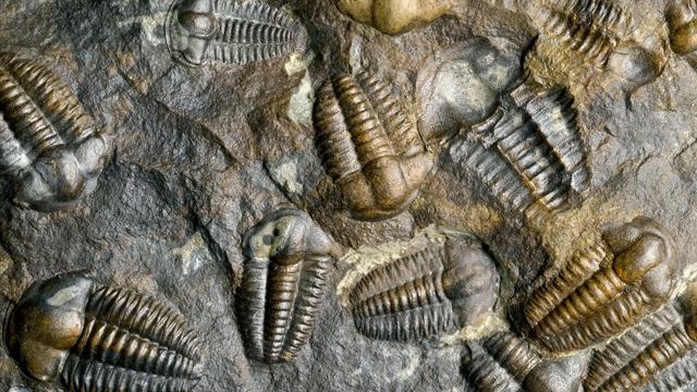 TISOTIT: What Caused the Cambrian Explosion?