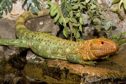 Caiman Lizard | Info-Facts and New Photos 2012 | The Wildlife