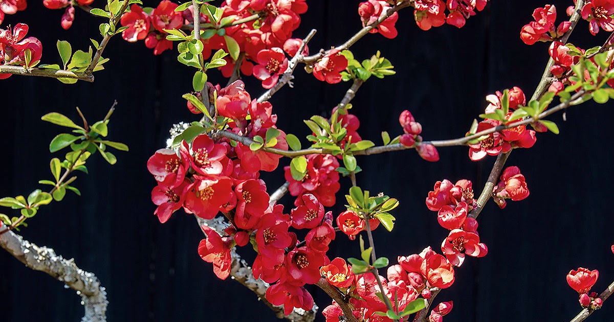 FROM THE GARDEN OF ZEN: Boke (Chaenomeles speciosa) Flowers: Tokei-ji