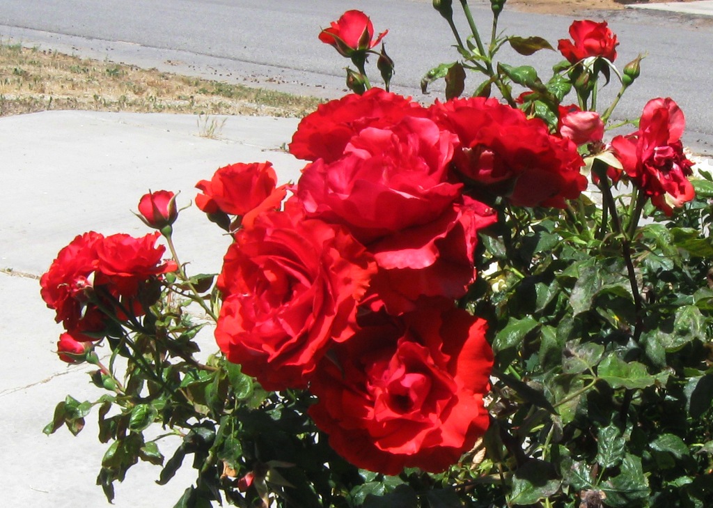 Hummer's Delight: California Summer Color .. Red Roses... Day 176