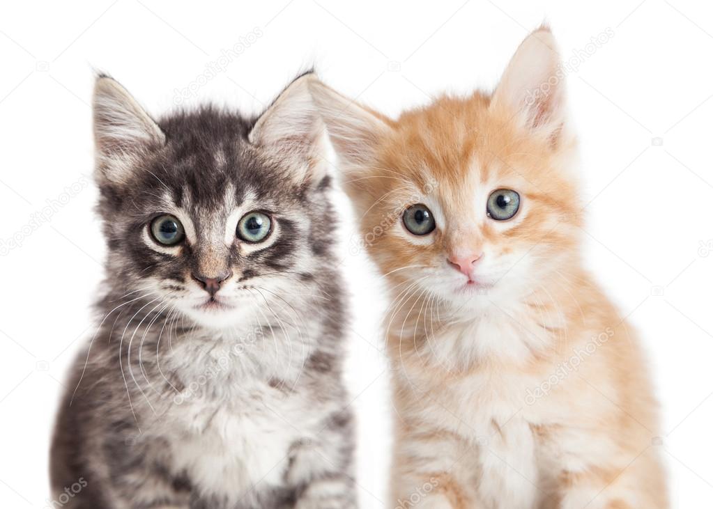 Todo Sobre Mascotas: Consejos para dueños de gatos