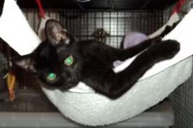 Funny Cool Pictures: Cats: Little and Grown-up