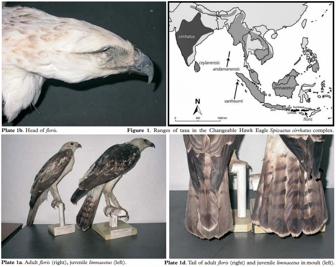 Species New to Science: [Ornithology • 2004] Nisaetus (Spizaetus ...
