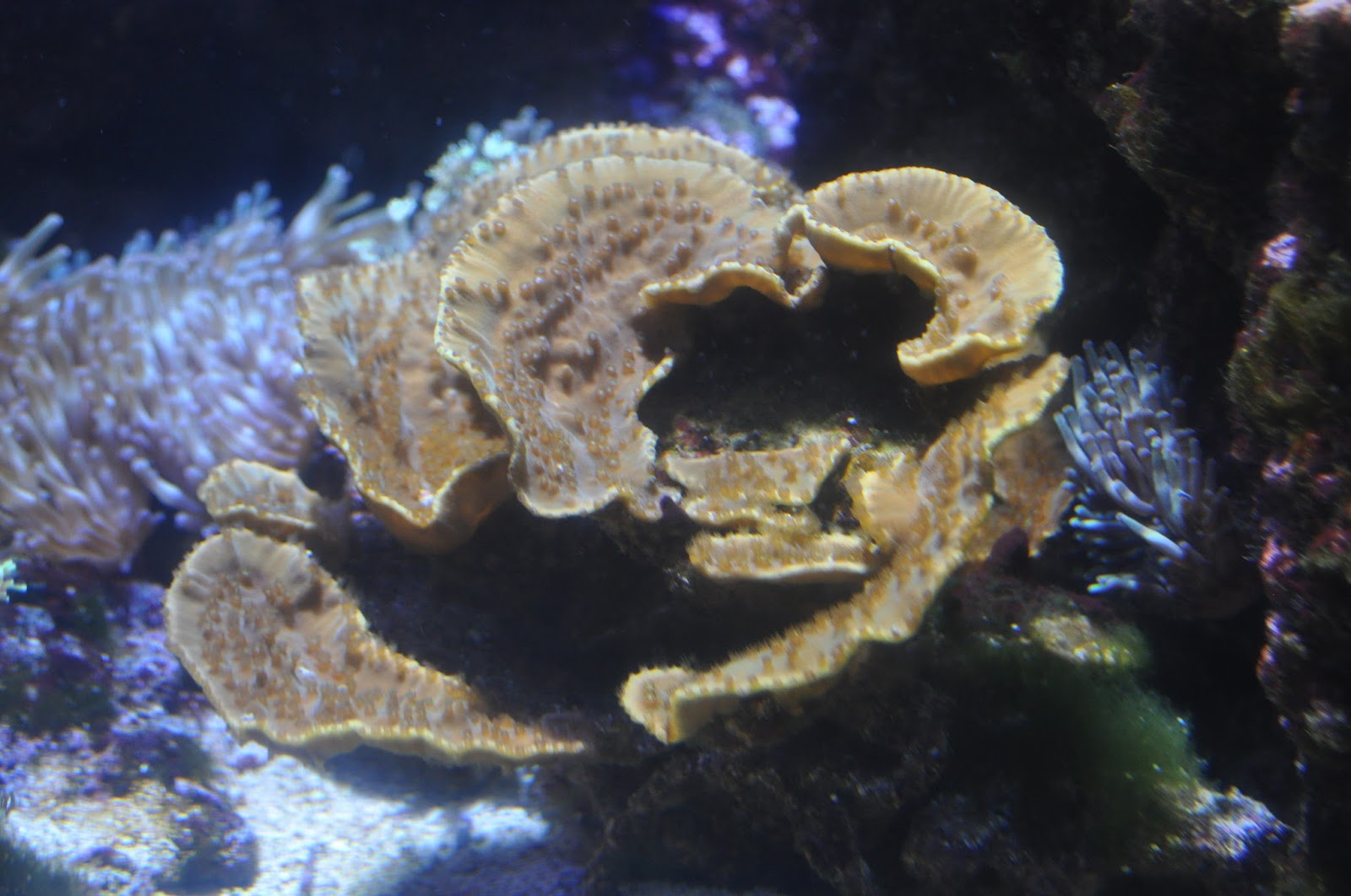 ZOOTOGRAFIANDO (6.100 ANIMALS): CORAL MONTI PLATO / LEAF PLATE ...