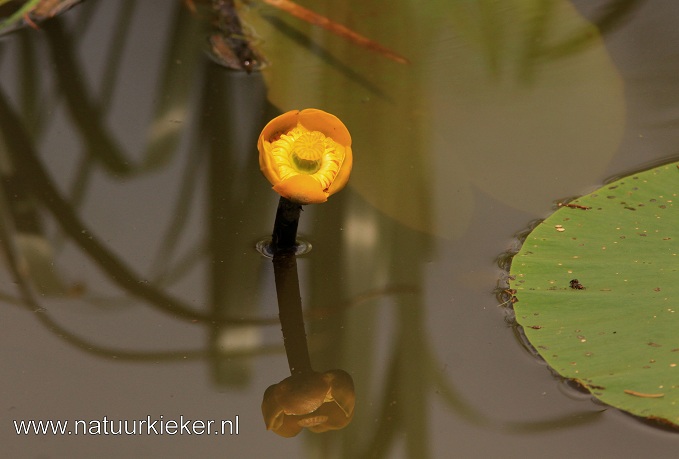 Bloemetjes en beestjes