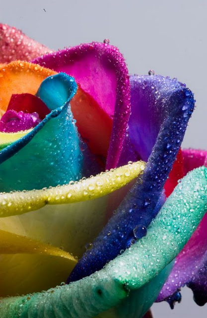 Spectacular Rainbow Flowers 7. ~ i Dreamer's Apple