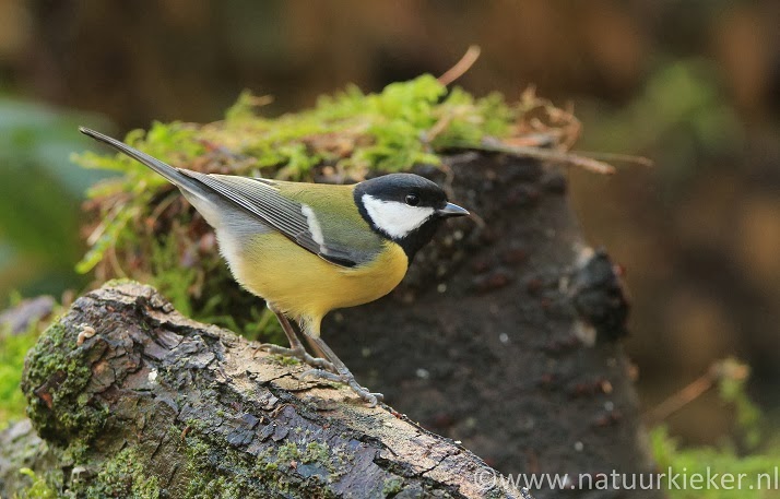 Koolmezen op de voederplek