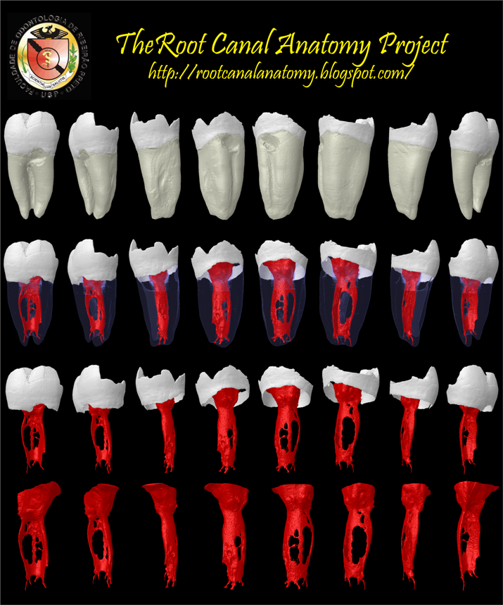 The Root Canal Anatomy Project: October 2011