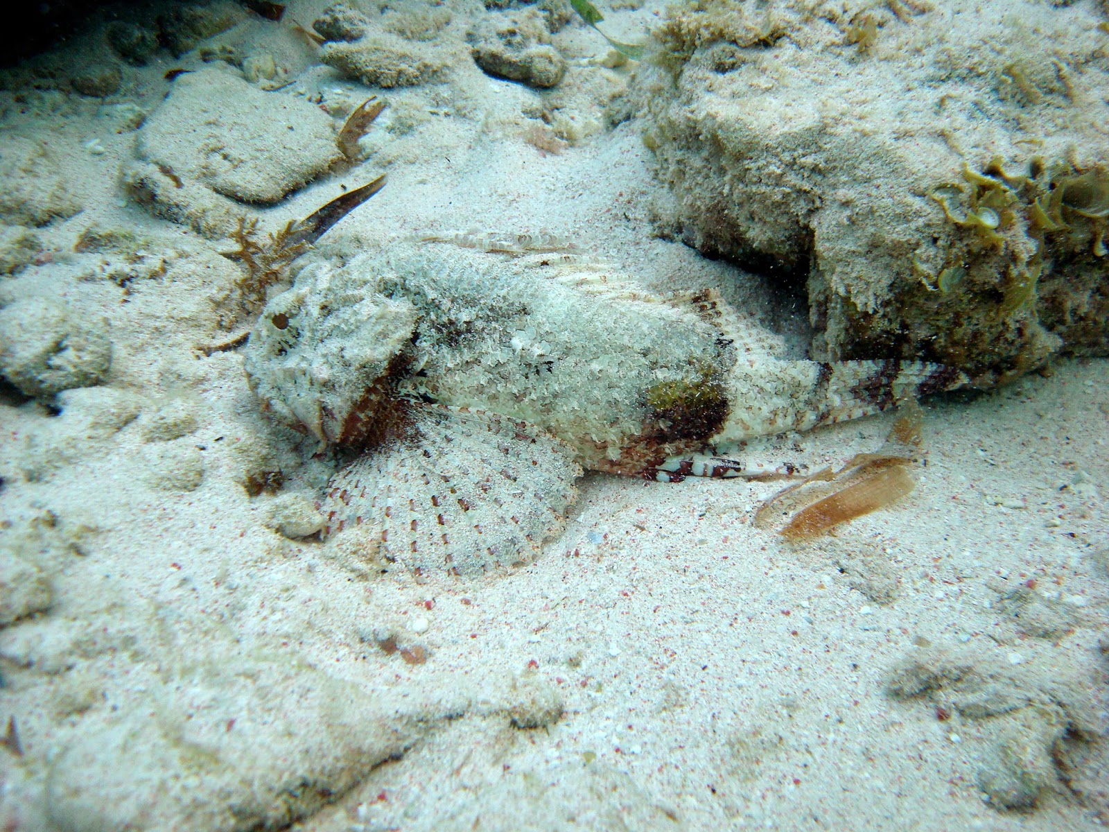 Photos de plongée - Poissons des Caraïbes