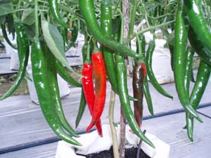 17 Jenis Cabe/Cabai Yang Bisa Dibudidaya (Beserta Gambarnya)