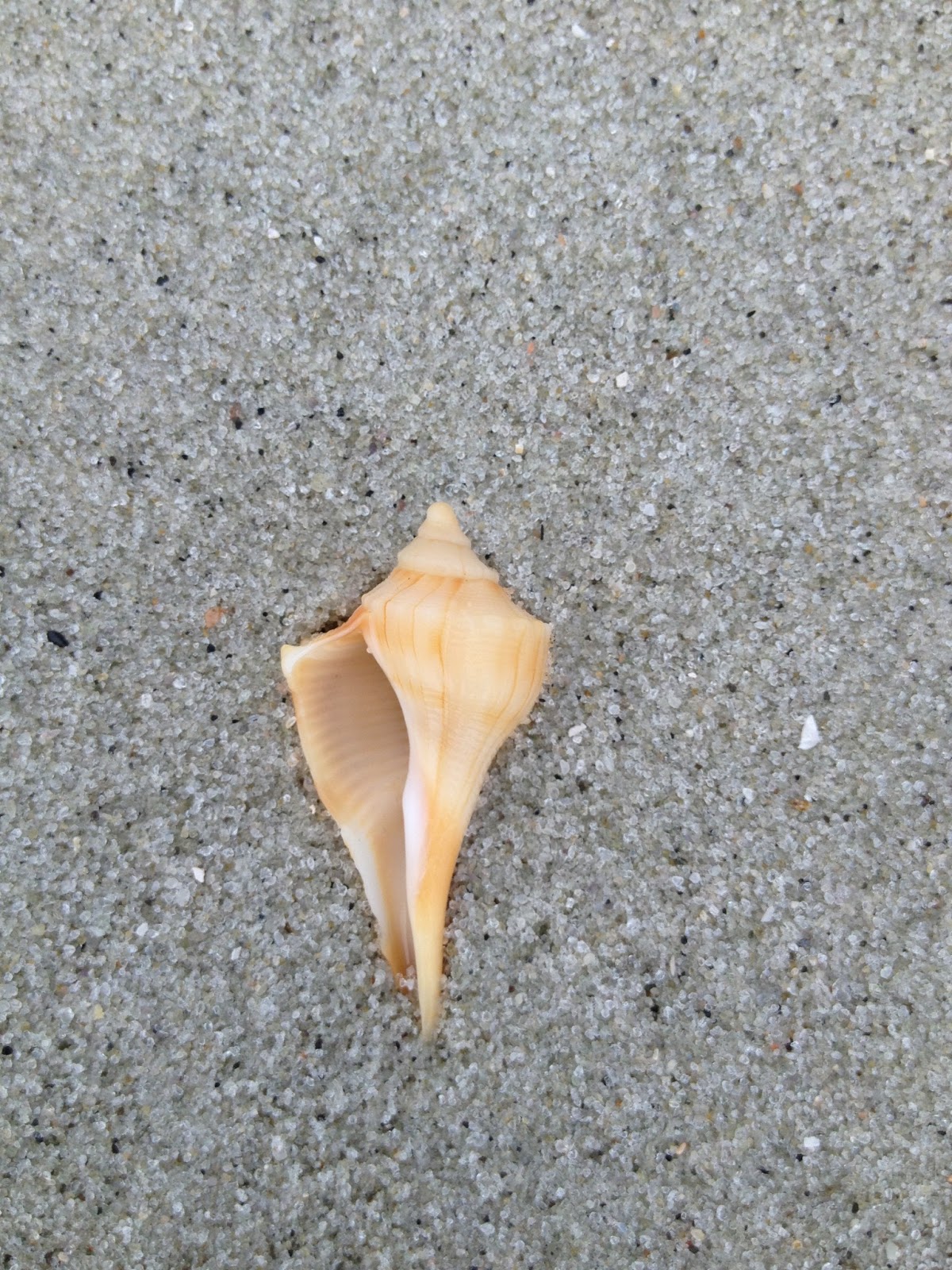 The Hunter and The Gatherer: Shell Feature: The Lightning Whelk