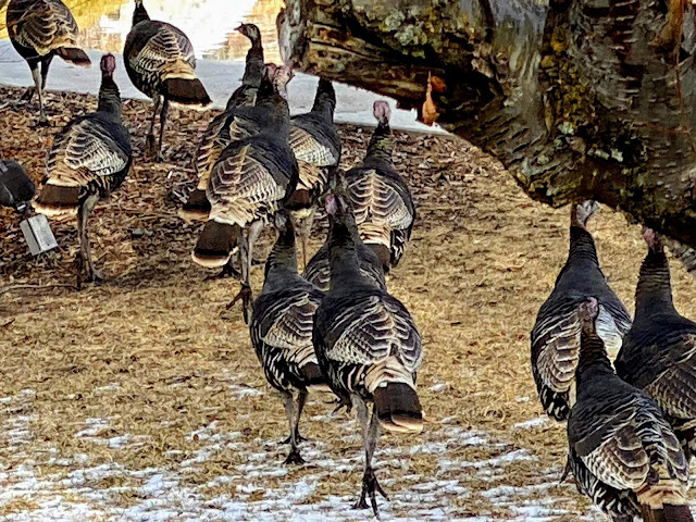 Walking Arizona: Wild Turkeys in South Fork Canyon