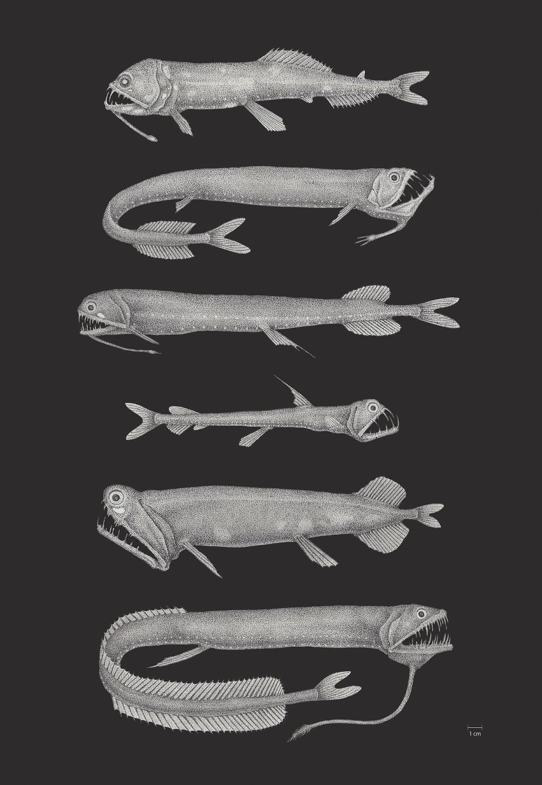 Stomiidae - Alfonso Escorial de Lucas