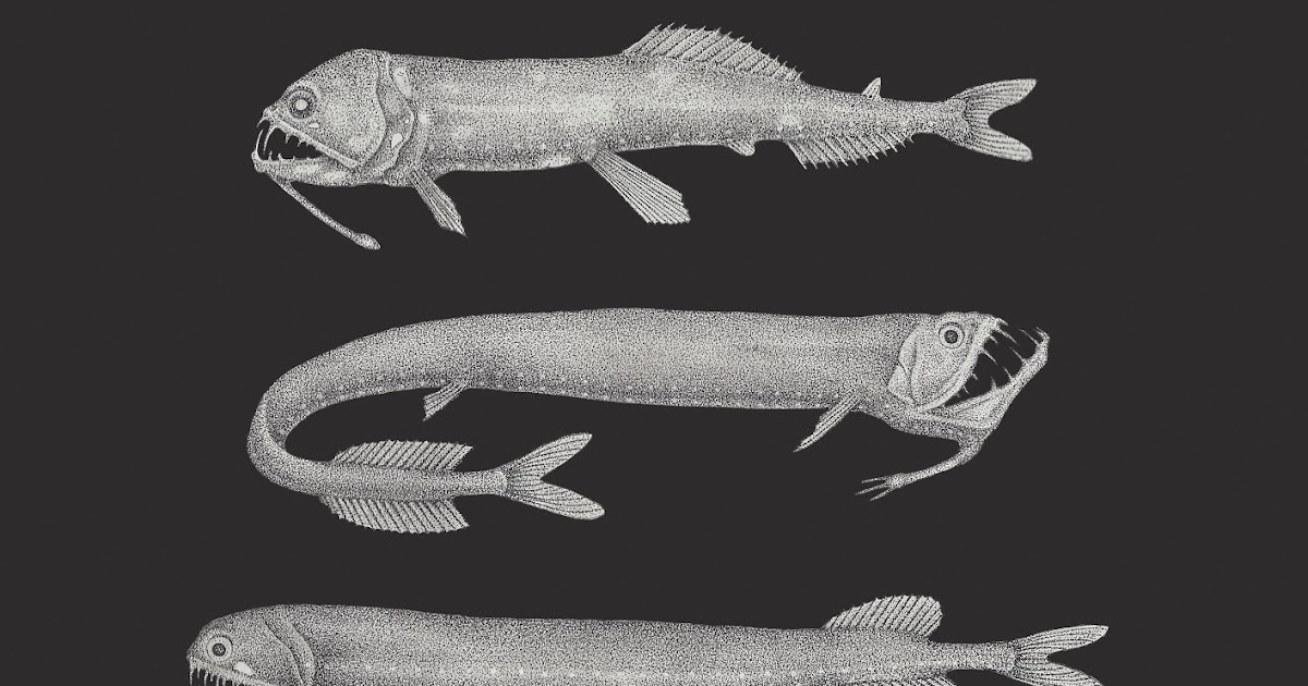 Stomiidae - Alfonso Escorial de Lucas