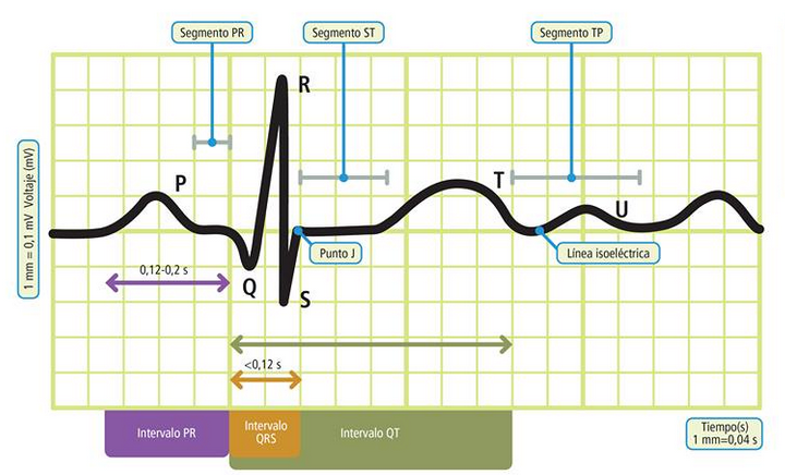 Novedades Enfermeria: Esquema de complejos, intervalos y segmentos del ECG