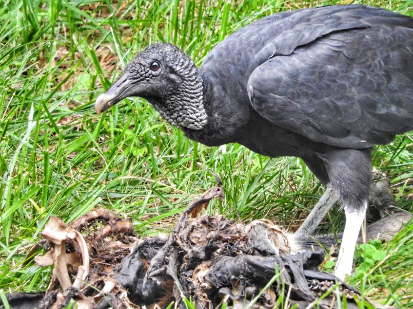 Terrierman's Daily Dose: Great Blue Heron and Black Vulture