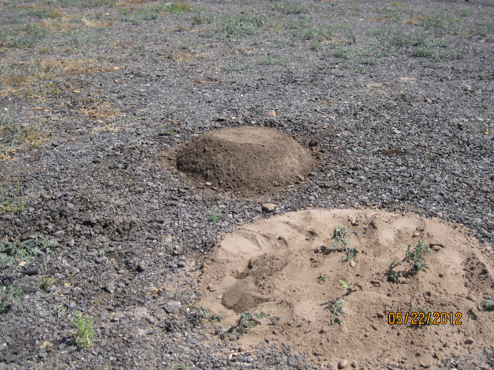 Pumpkinmania!: Giant pumpkin mound and ground preparation