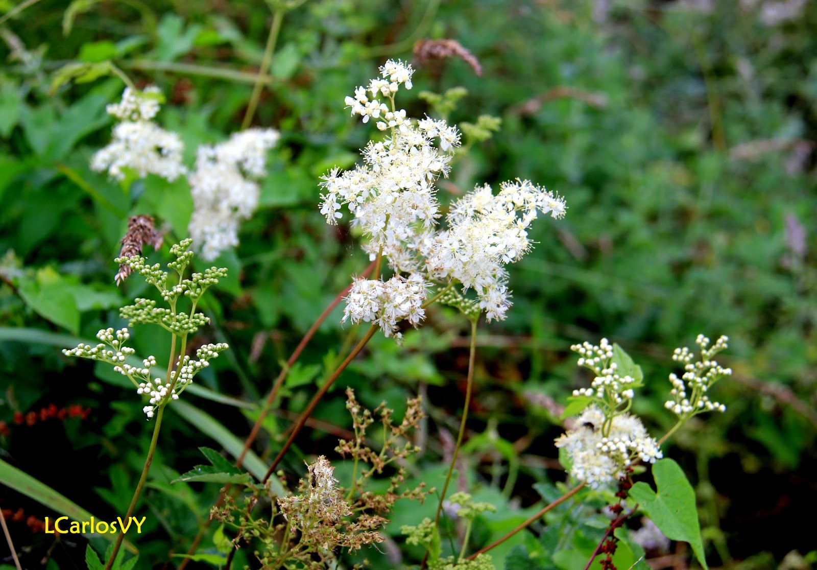 Plantas silvestres de Asturias: Ulmaria, reina de los prados ...