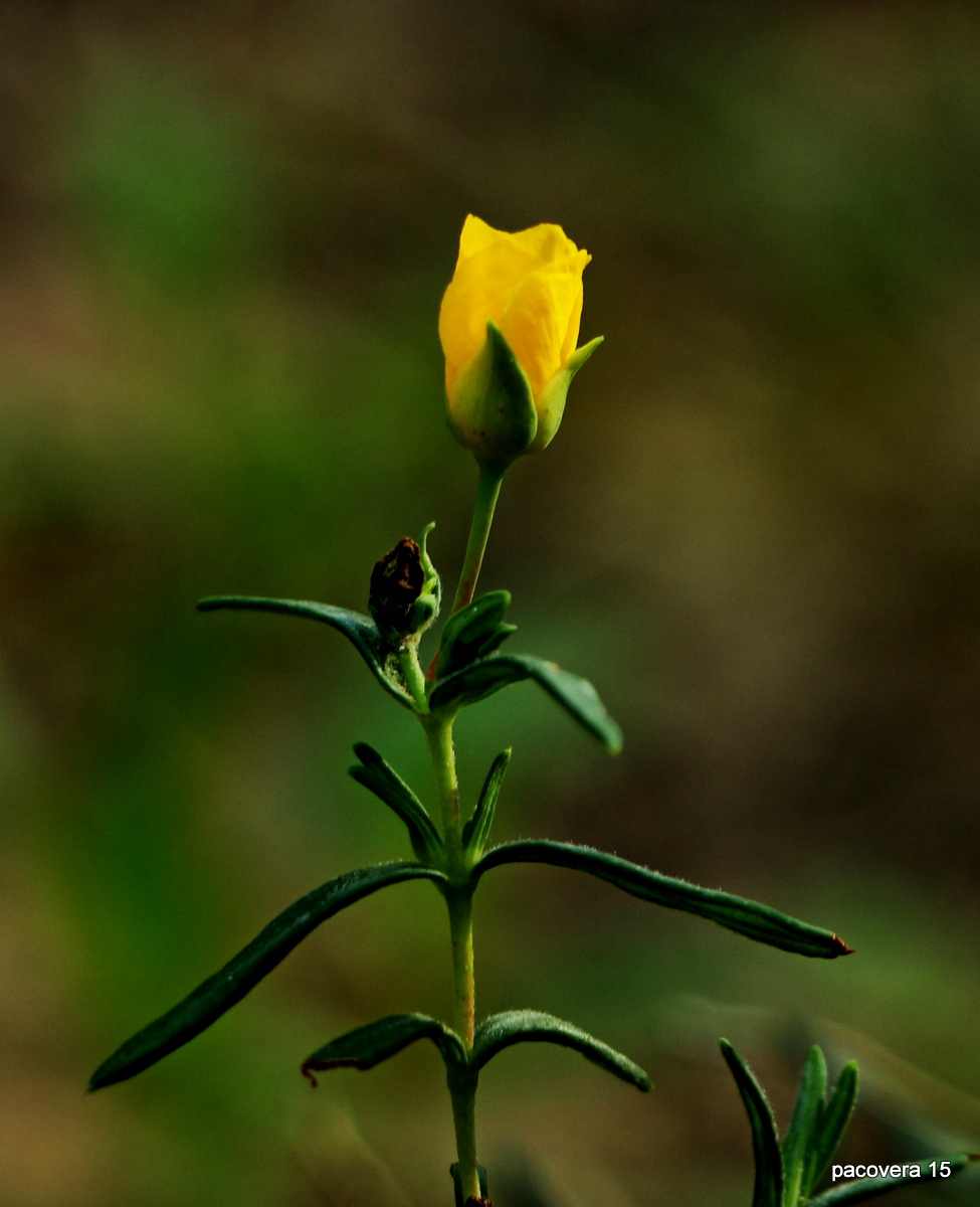 CH´USAY: Halimium calycinum