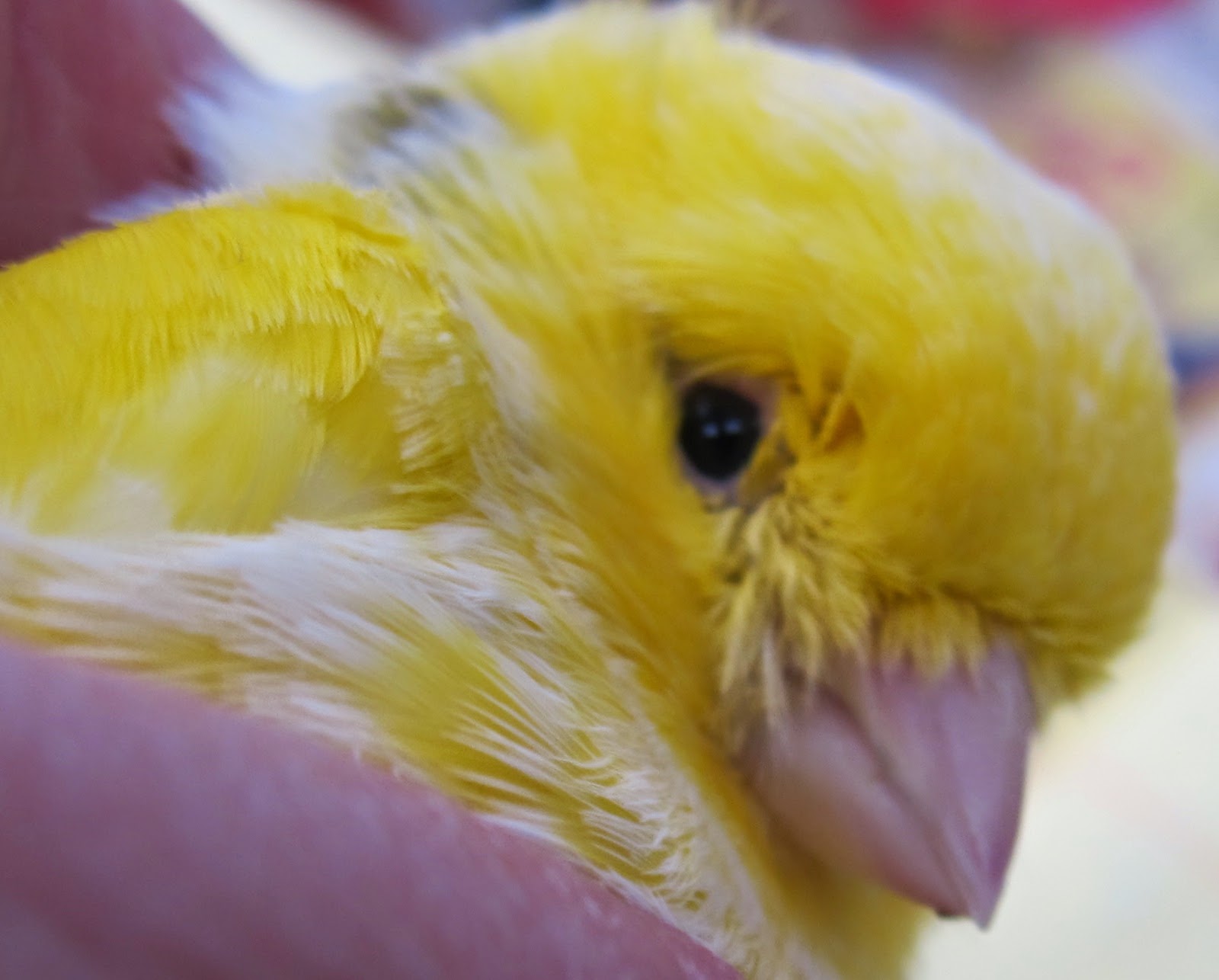 Canary Tales: Eye Problem Part 2 - If At First You Do Not Succeed, Try ...