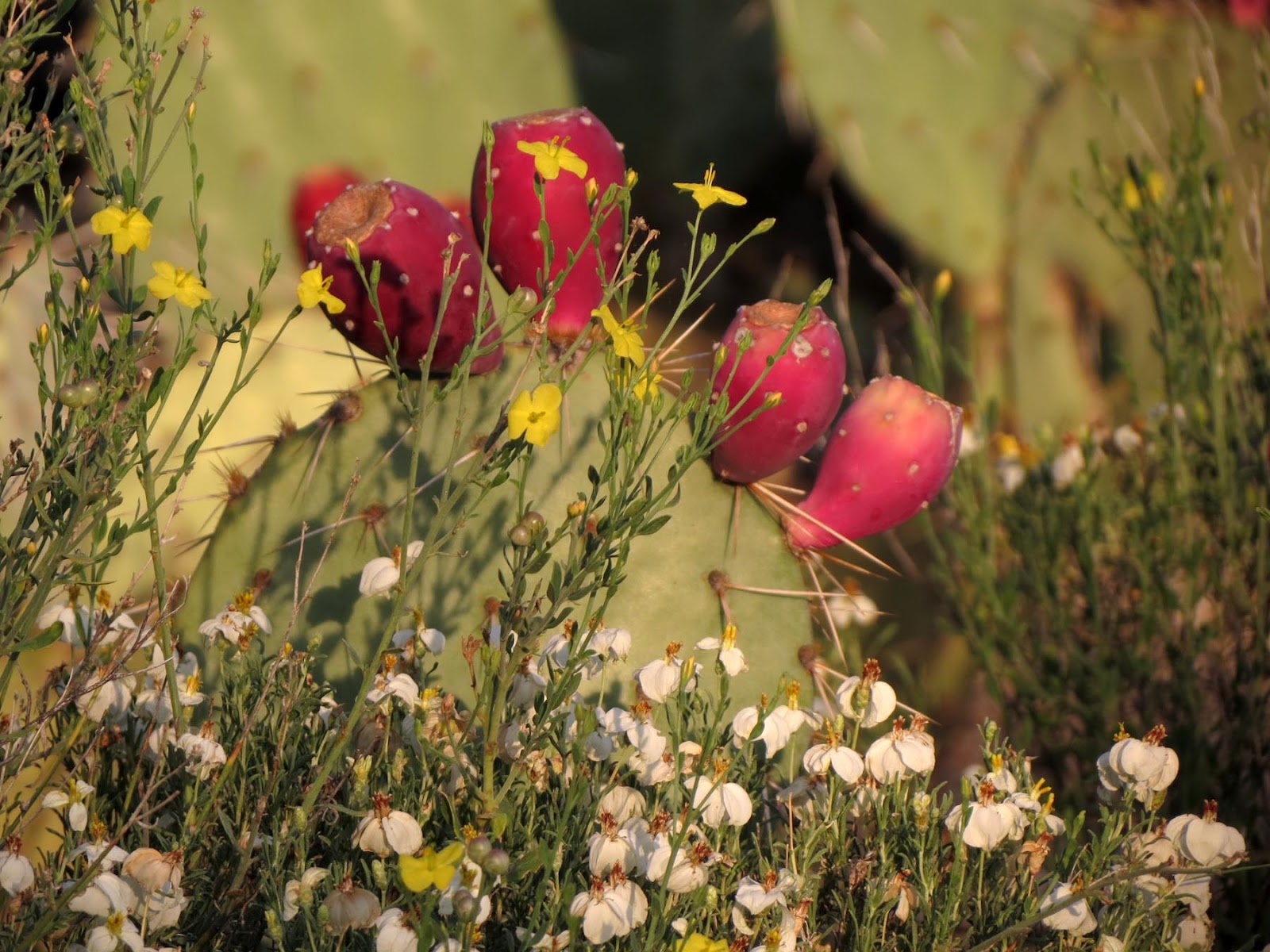 Desert Colors: Saguaro National Park