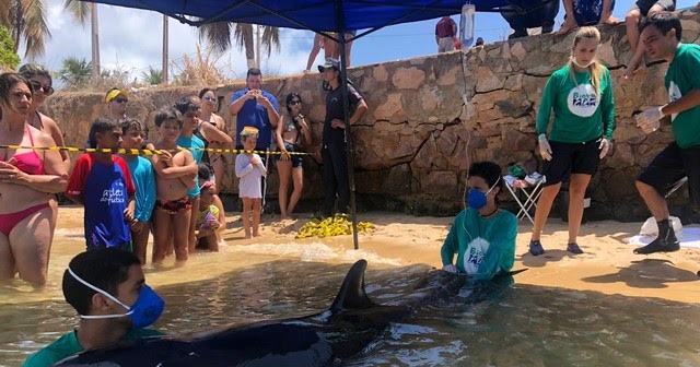 Mundo Animal: Golfinho encalha na Praia do Gunga, Litoral Sul de Alagoas