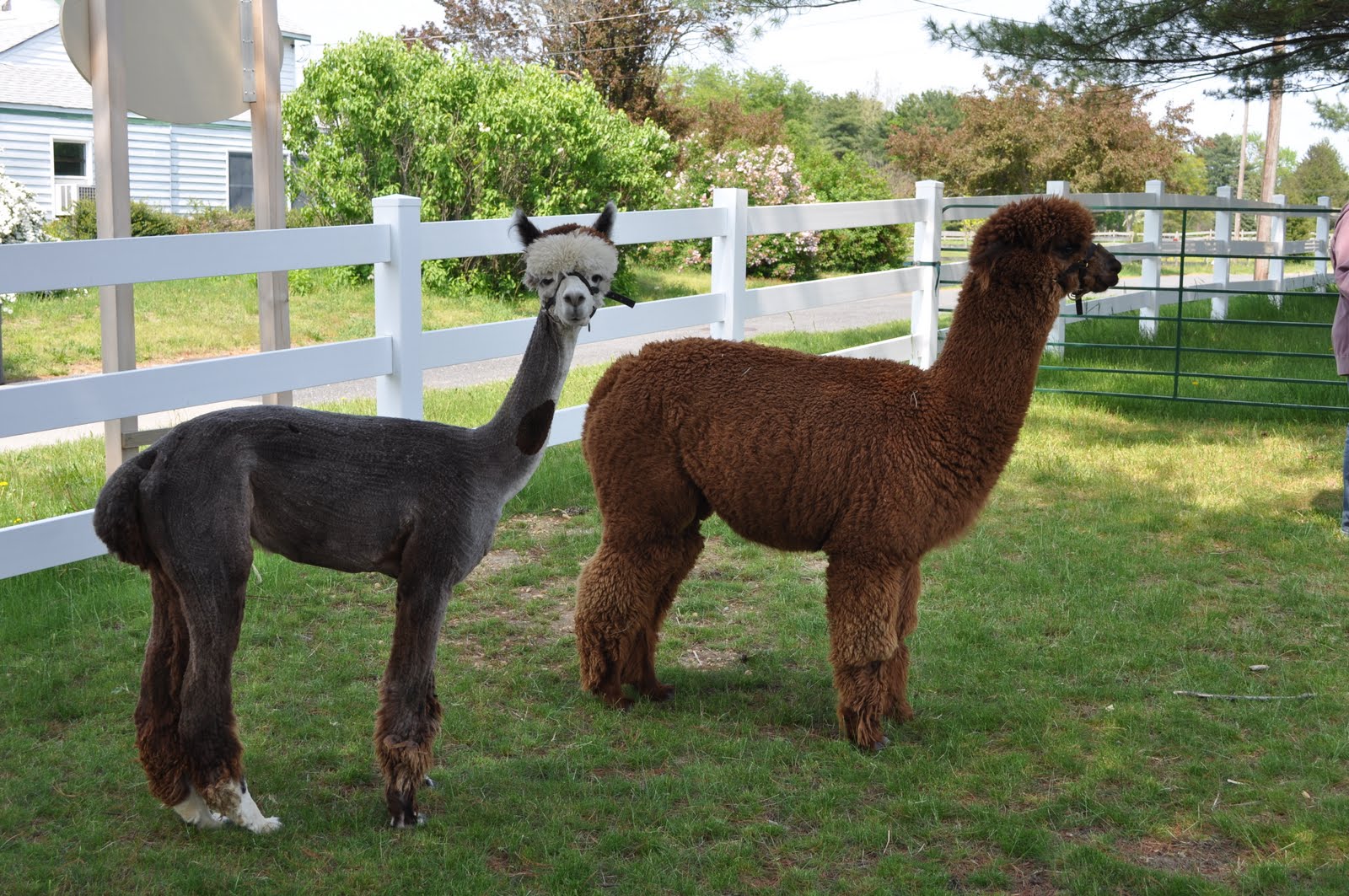 Arrow Acres Farm: Sheared Alpacas