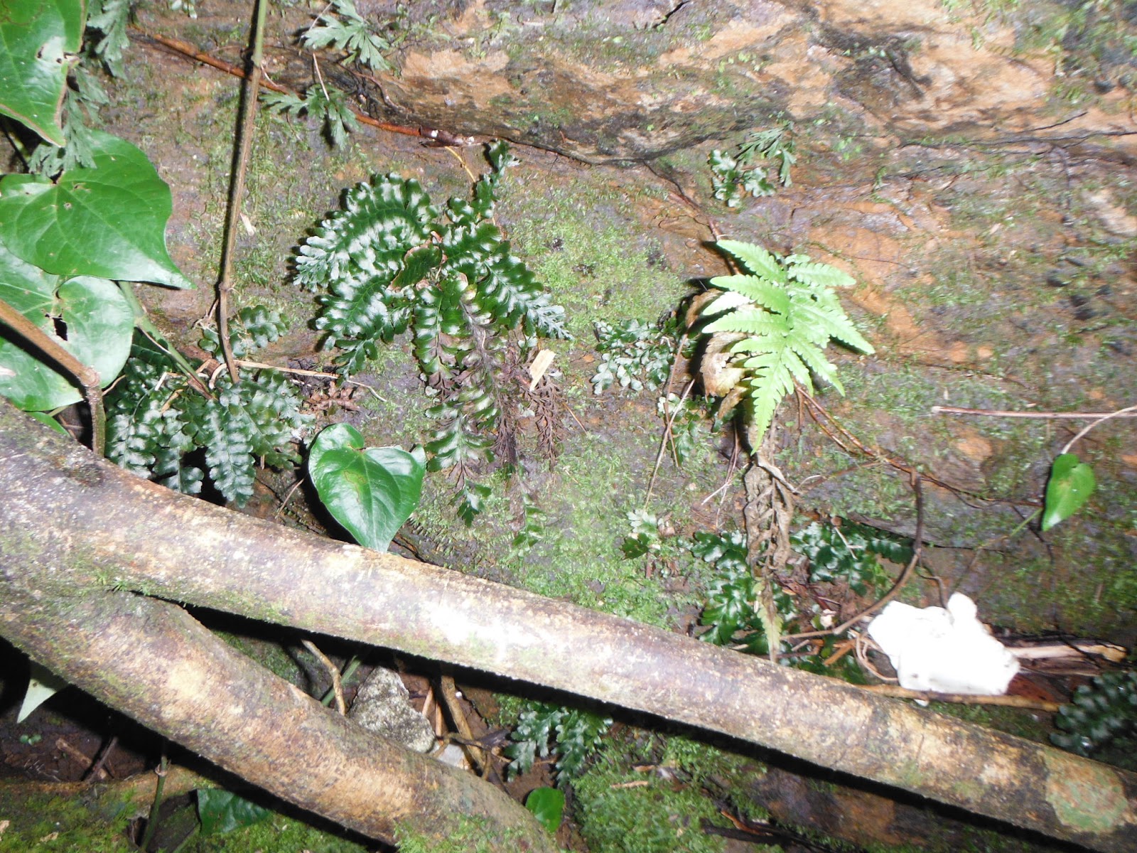 Healing plants walk about Paies