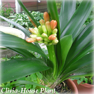 Plants Care Guide: Caring and Maintaining the house plant Clivia
