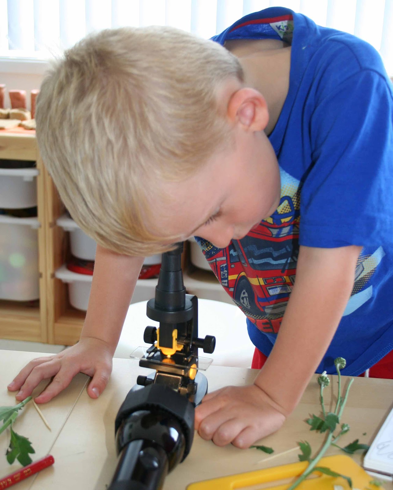 Creating and Educating: Flower Study