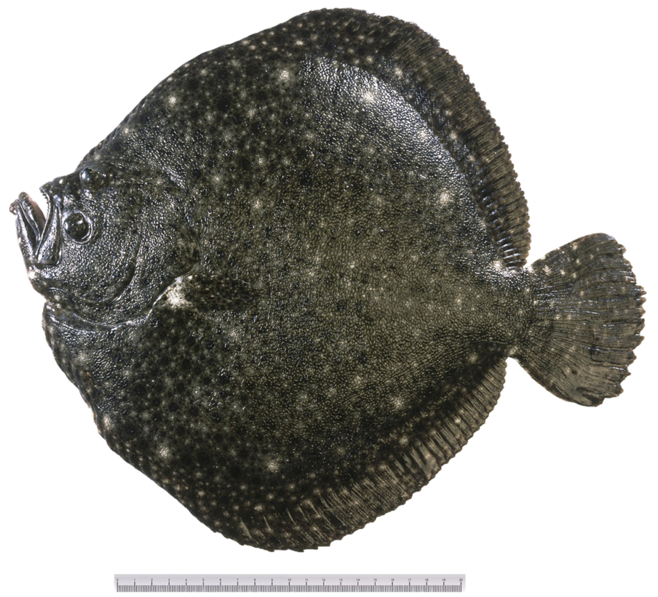 zerezas-otrasformasdecocinar: Propiedades del Rodaballo