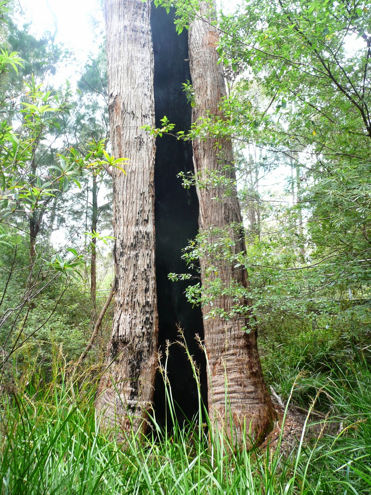 MobileMarshies: DENMARK - VERY, VERY BIG TREES (5 NOVEMBER 2014)