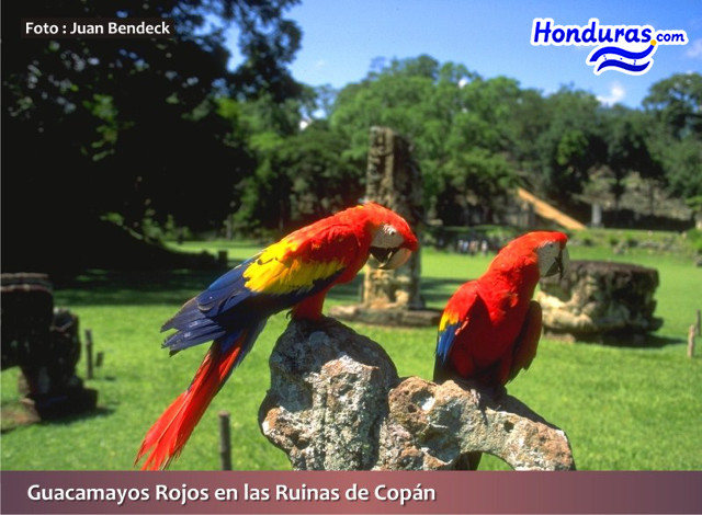 Departamento de Copán: FLORA Y FAUNA EN COPAN, HONDURAS.