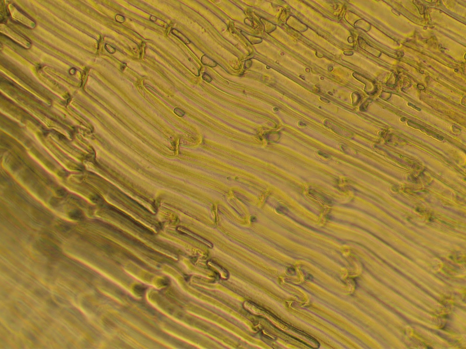 Non-vascular Plants: Specimen #7: Polytrichum commune