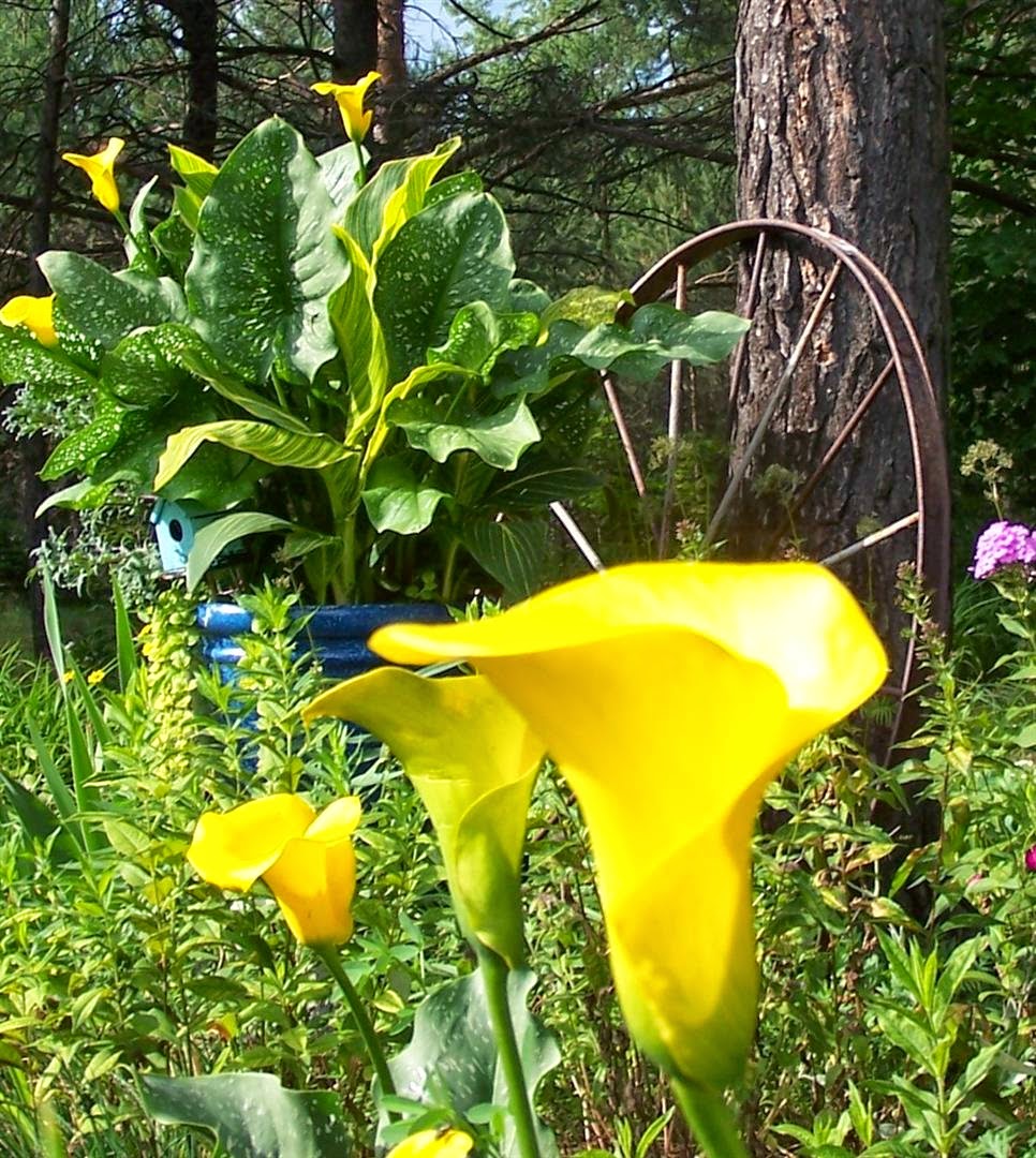Perennial Passion: Calla Lilies