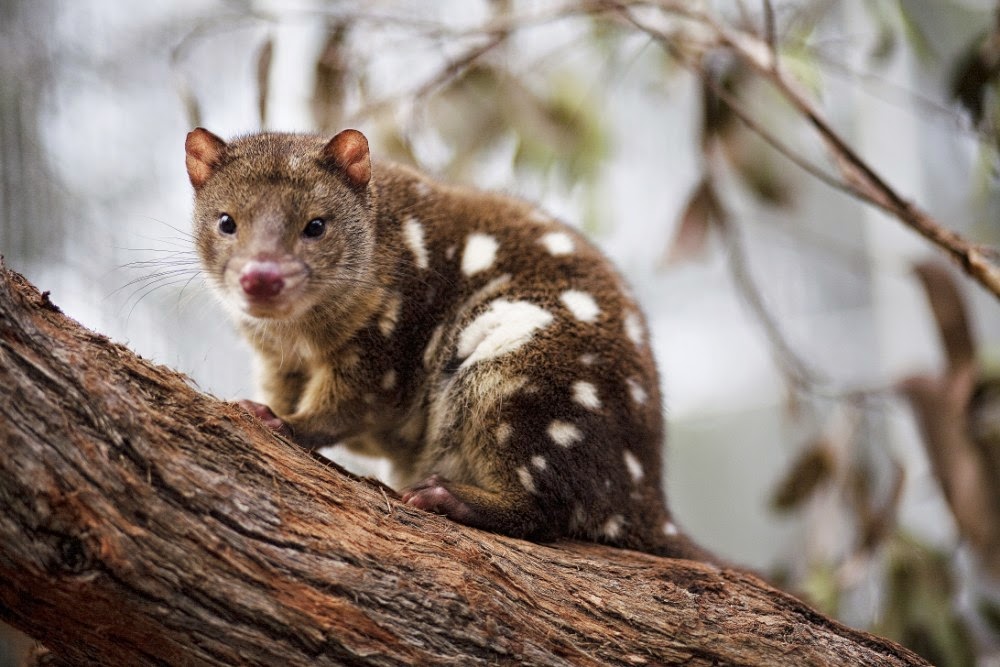Quoll | Fun Animals Wiki, Videos, Pictures, Stories