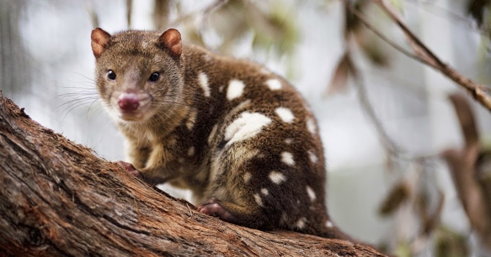 Quoll | Fun Animals Wiki, Videos, Pictures, Stories