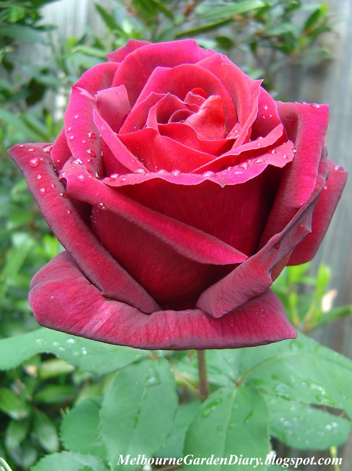 Melbourne Garden Diary: Mr. Lincoln Rose