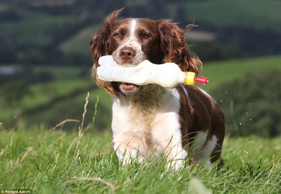 White Wolf : Meet the ultimate sheepdog! Springer Spaniel Jess rounds ...