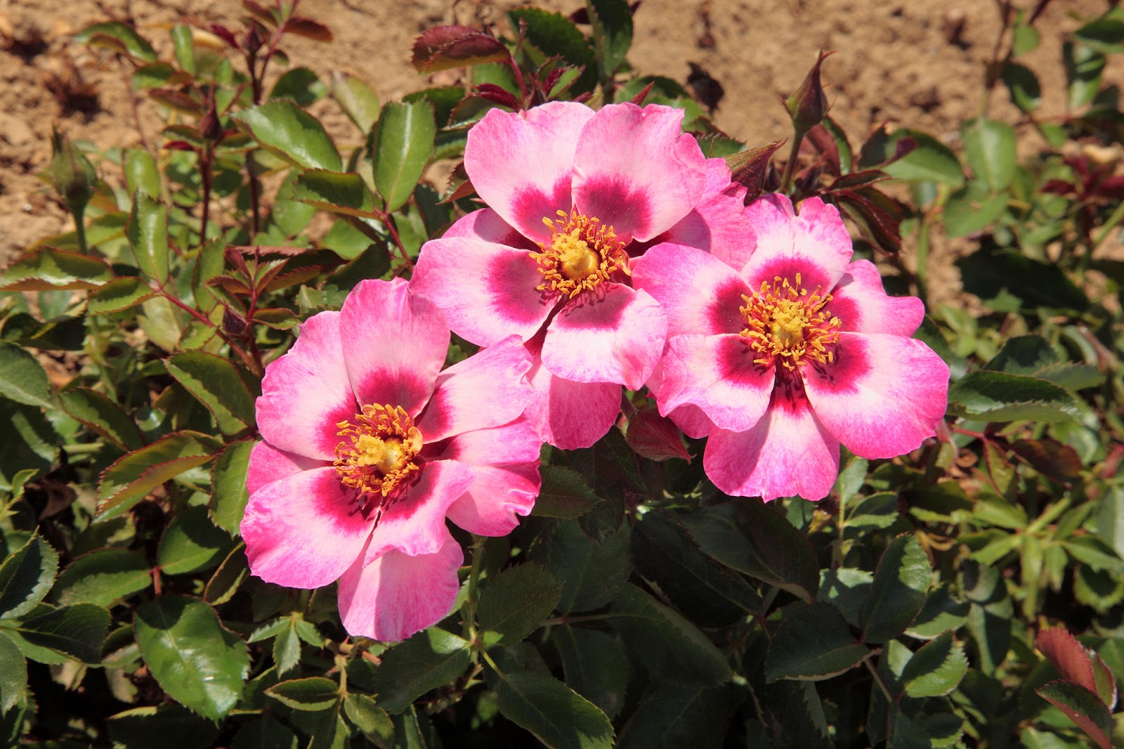 A closer look at the new Eyeconic roses. | The Dirt Diaries