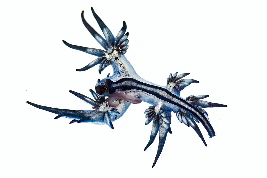 Real Monstrosities: Blue Sea Slug