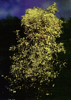 bioluminescence: Synchronous Fireflies!