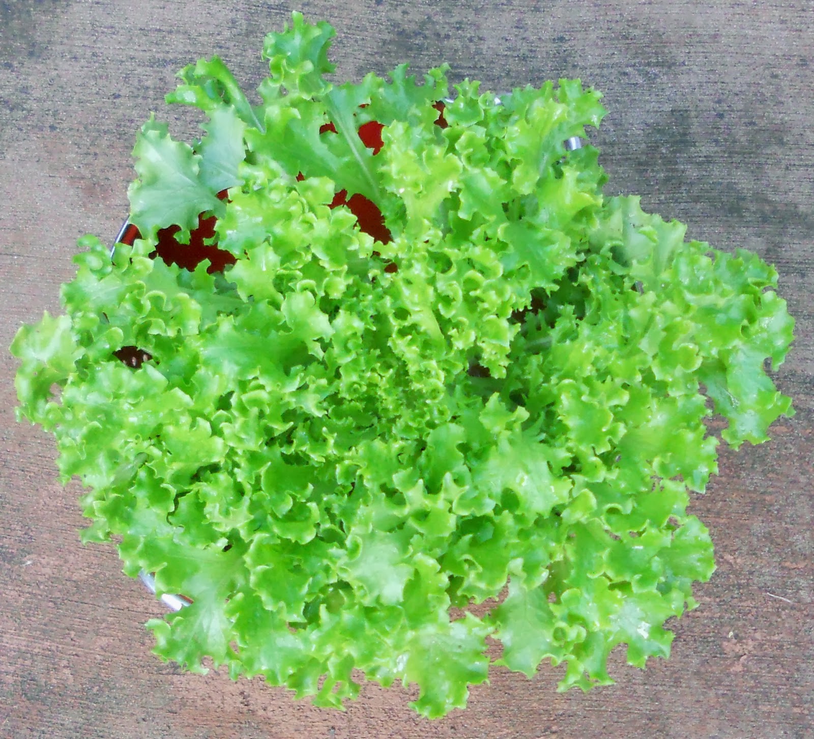 A Kitchen Garden in Kihei Maui: Growing Lettuce in Kihei