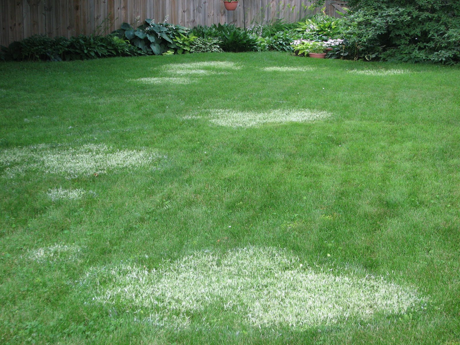 iaTURF: RICHARD JAURON'S NIMBLEWILL EXPERIMENT