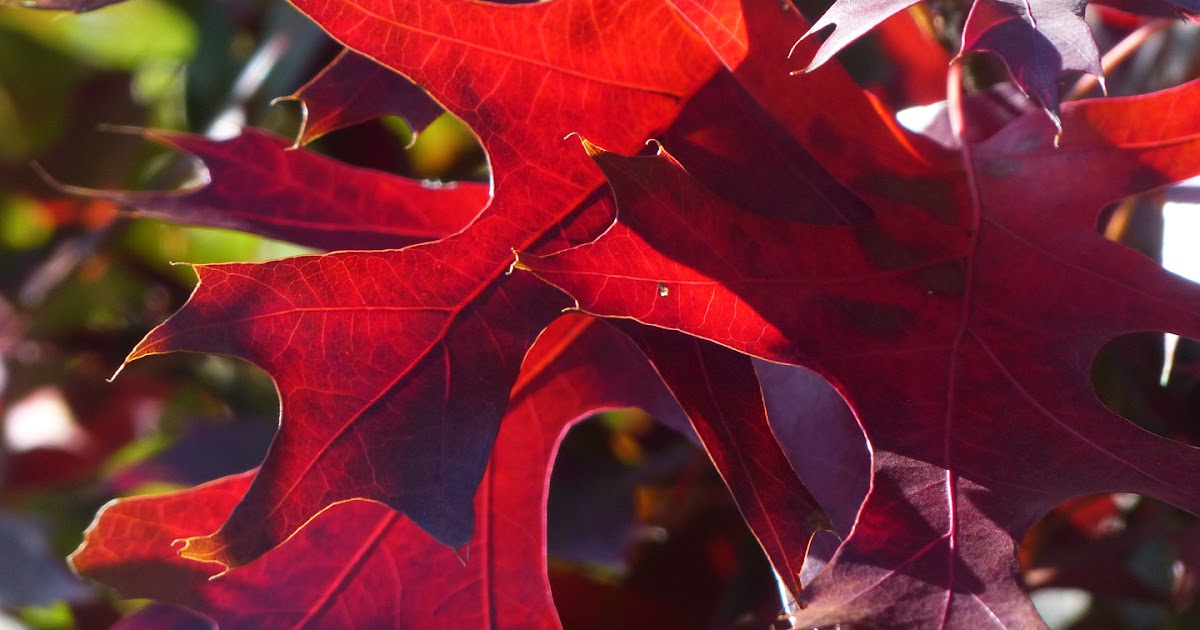 Eclectic Design Choices - Designs for Your Life: Fall Colors and Spring ...