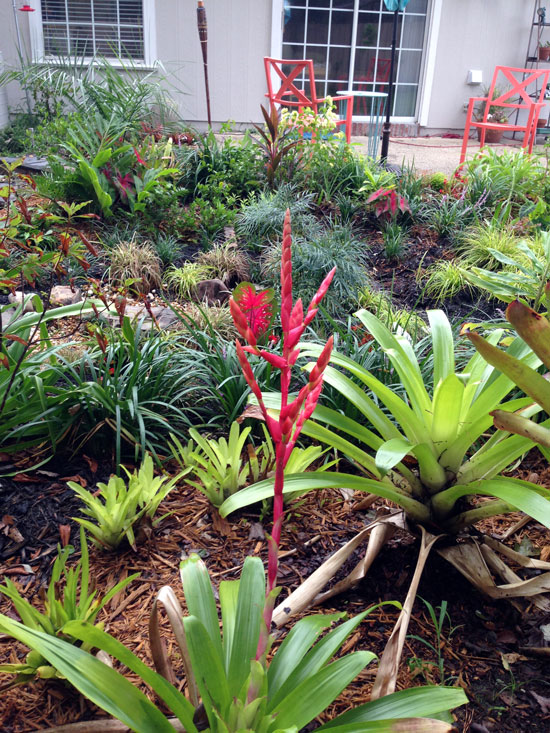 The Rainforest Garden: What's Blooming in my July Garden