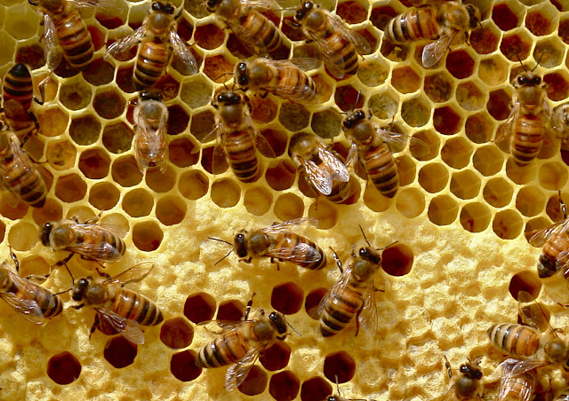 REDWOODSHIRE- learning to grow; growing to learn: Hive Inspection #2 ...