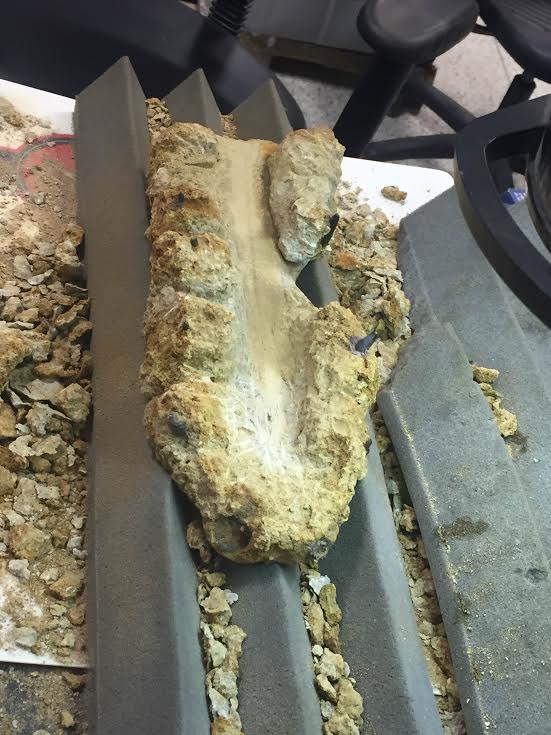 Prehistoric Beast of the Week: Visiting the New Jersey State Museum ...